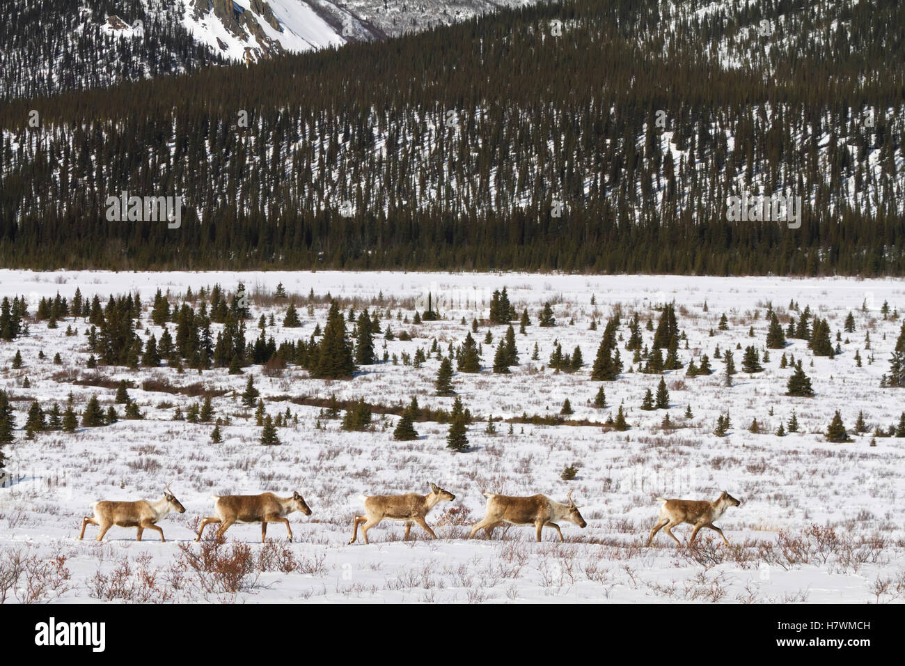 Alaska caribou winter hi-res stock photography and images - Alamy