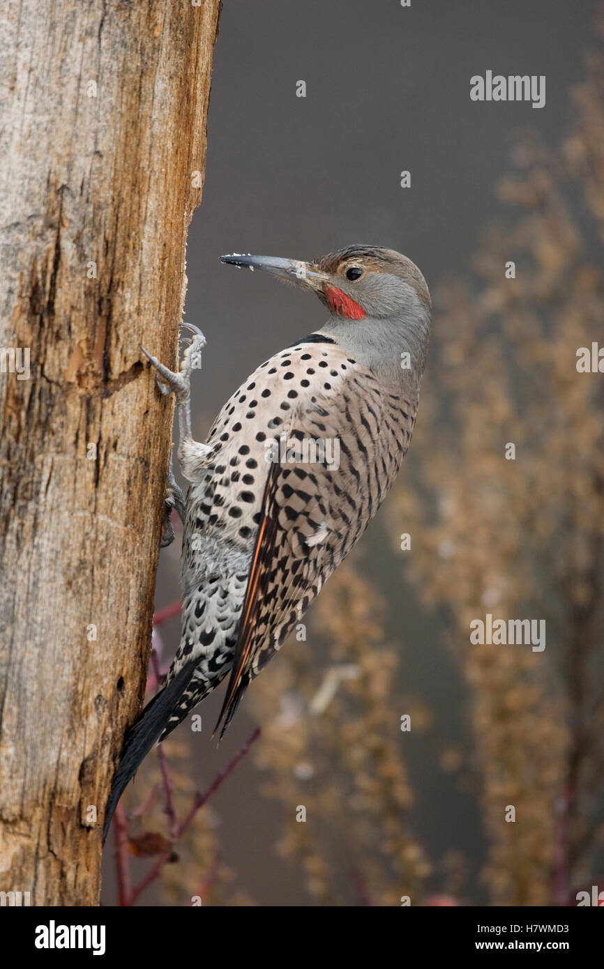 Northern Flicker (Colaptes auratus) male, western Montana Stock Photo ...