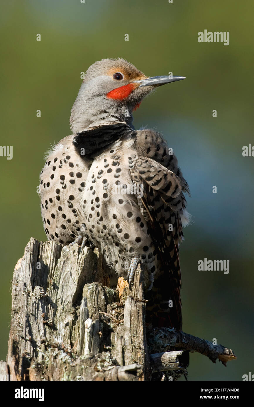 Northern Flicker (Colaptes auratus) male, western Montana Stock Photo ...