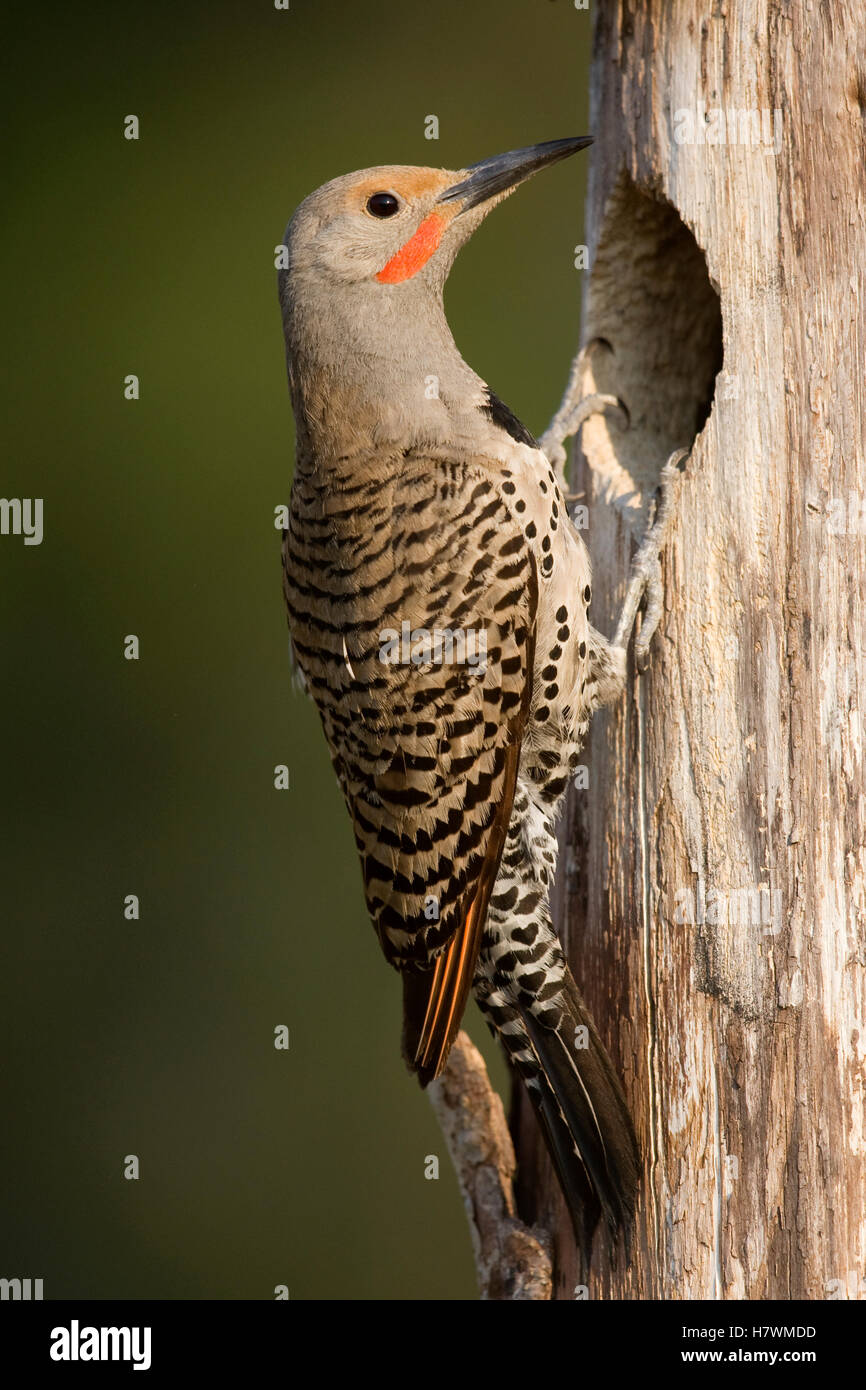 Northern Flicker (Colaptes auratus) male at nest cavity, western ...