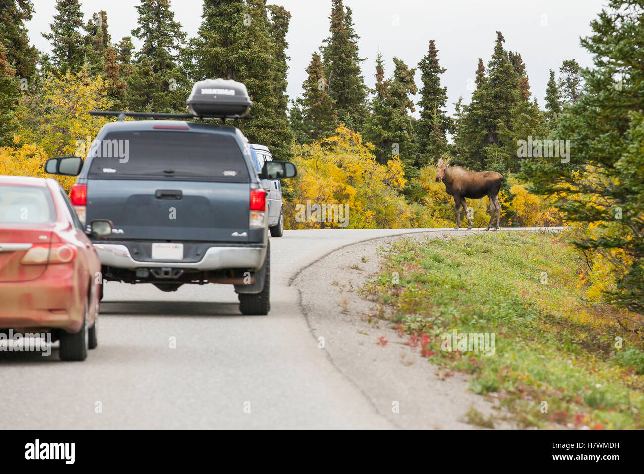 Moose and car hi-res stock photography and images - Alamy