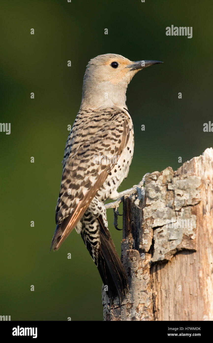 Northern Flicker (Colaptes auratus) female, western Montana Stock Photo ...
