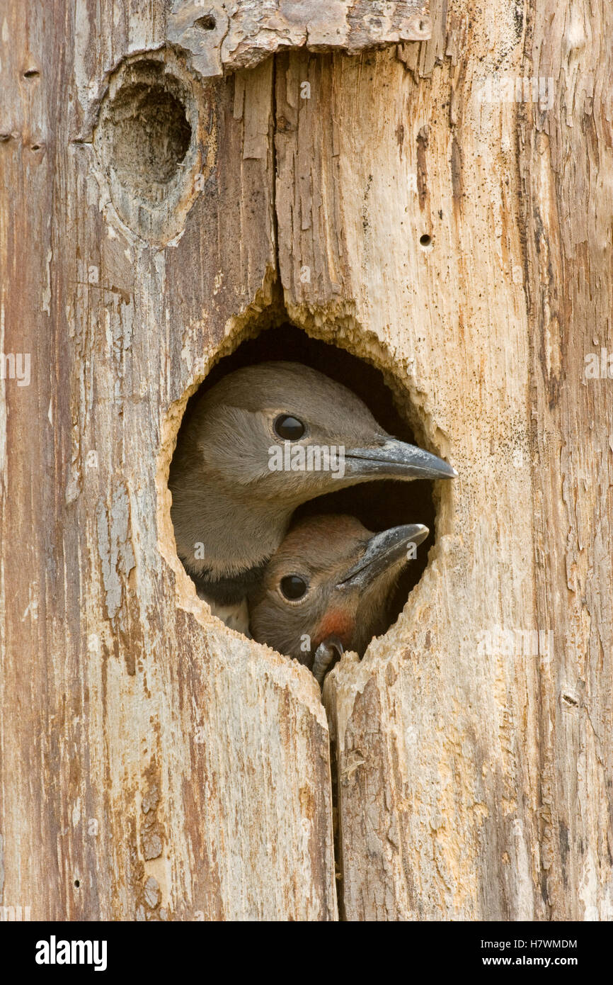 Northern Flicker (Colaptes auratus) young in nest cavity, western ...