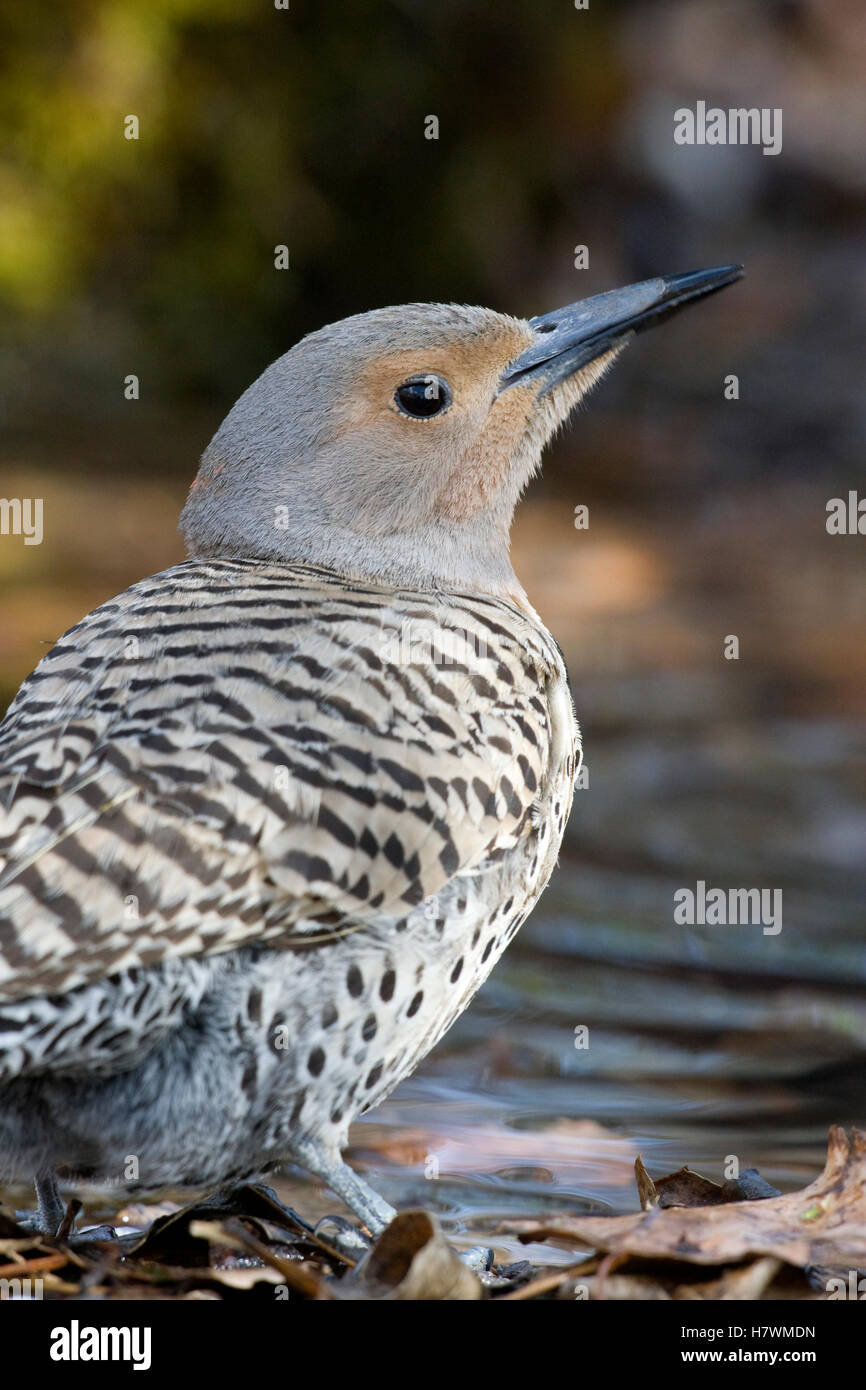 Northern Flicker (Colaptes auratus) female, eastern Montana Stock Photo ...