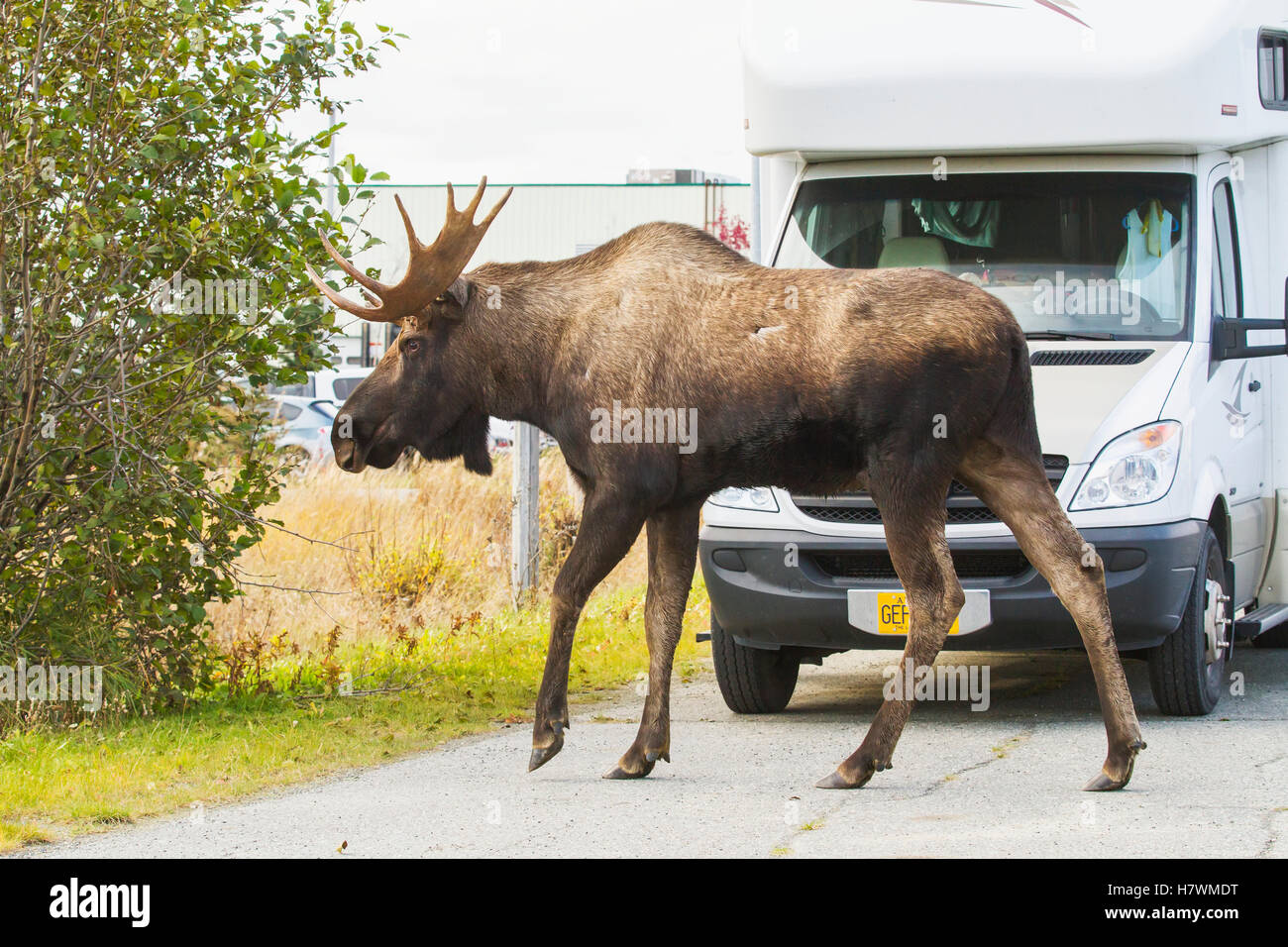 A bull moose crosses a small road and walks in front of a motorhome in ...