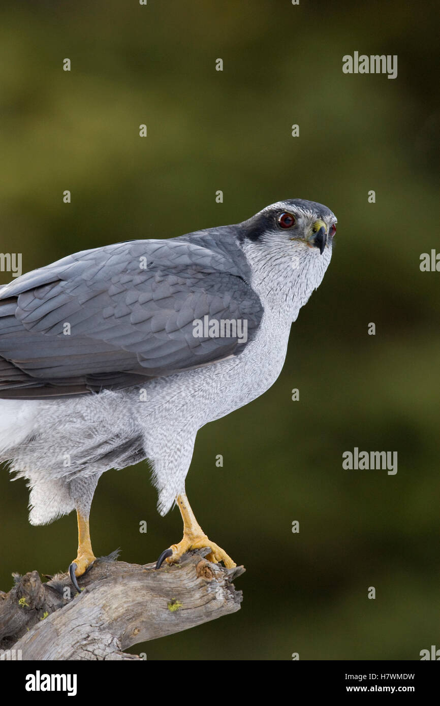 Northern Goshawk (Accipiter gentilis) female, western Montana Stock ...