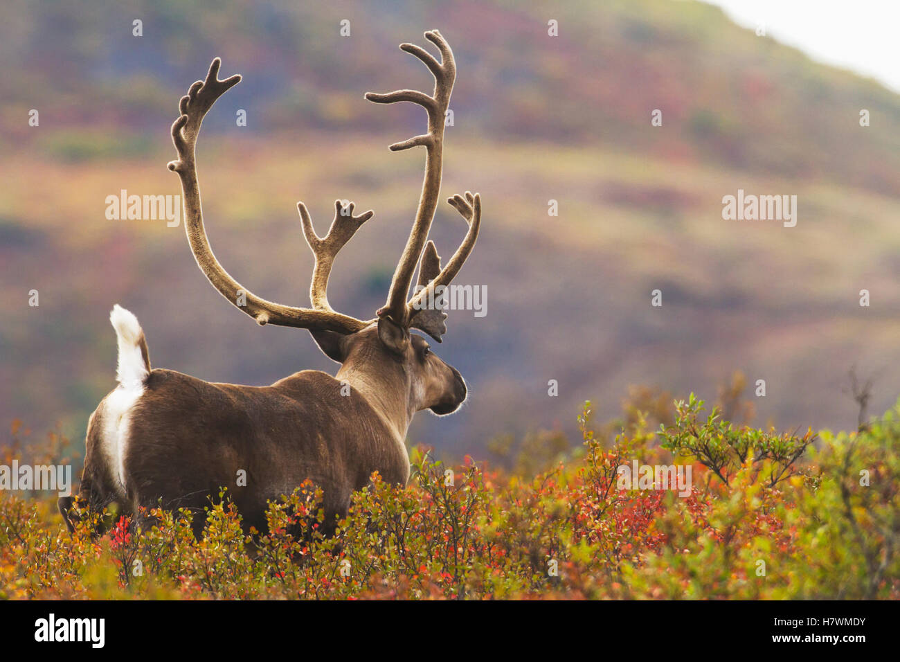 Bull caribou with antlers in velvet, Denali National Park, Interior ...