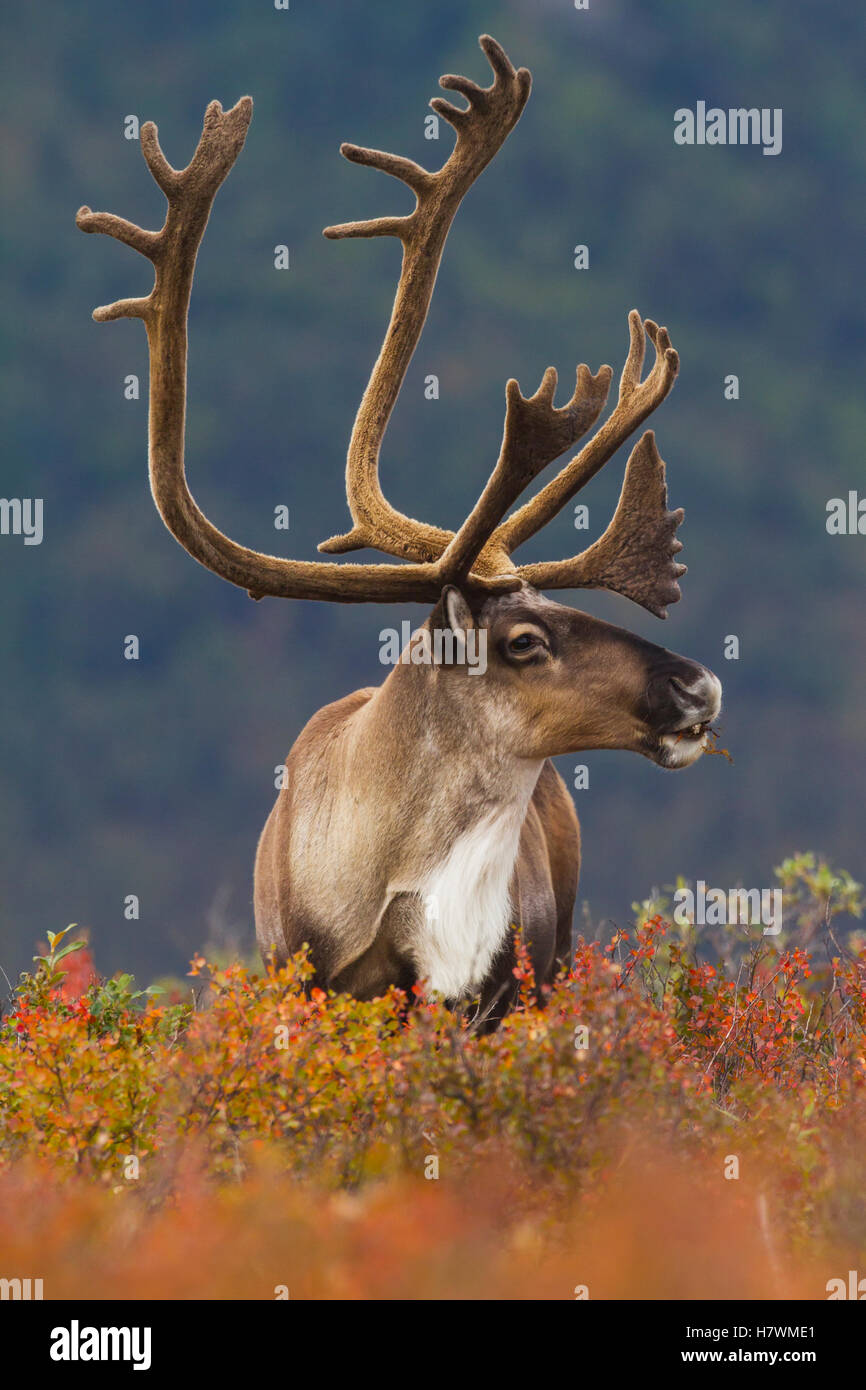 Three colour velvet hi-res stock photography and images - Alamy