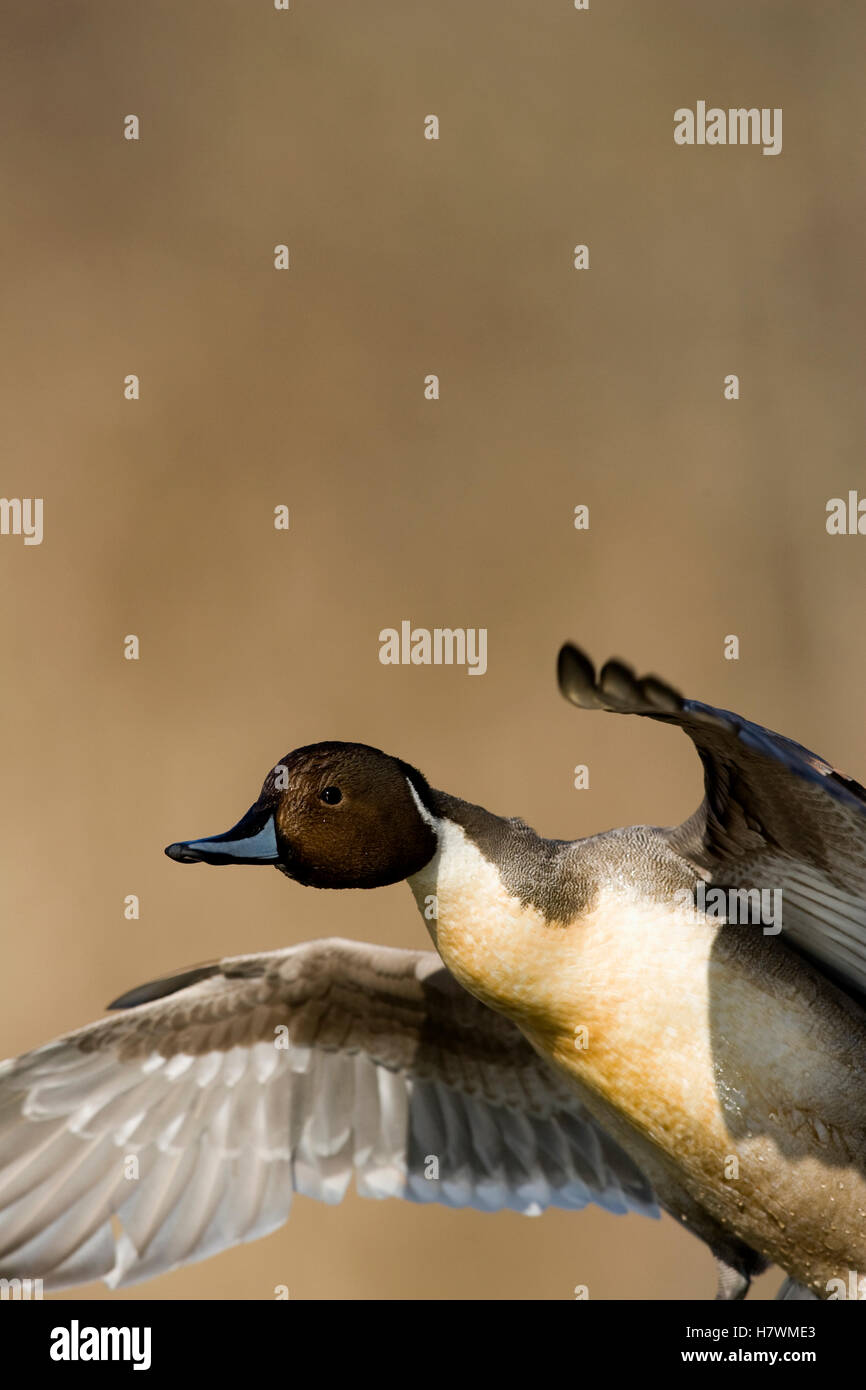 Northern Pintail (Anas acuta) drake flying, western Montana Stock Photo ...