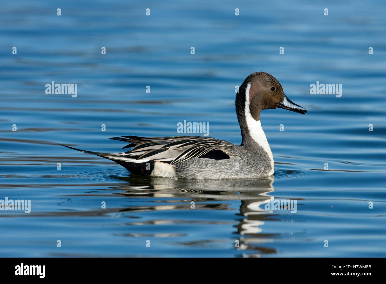 Northern Pintail (Anas acuta) male, western Montana Stock Photo - Alamy