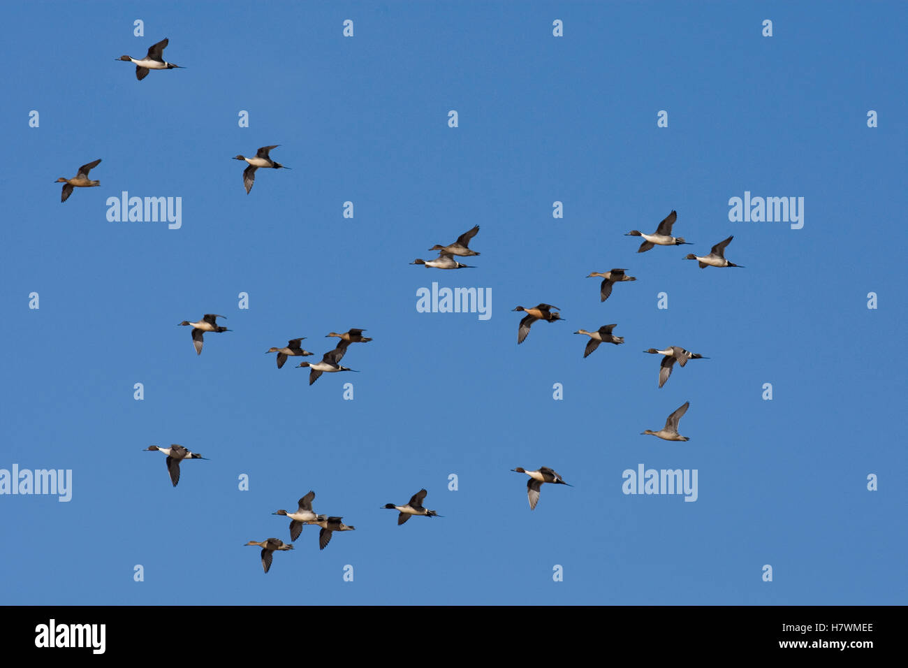 Northern Pintail (Anas acuta) flock in spring migration, central ...