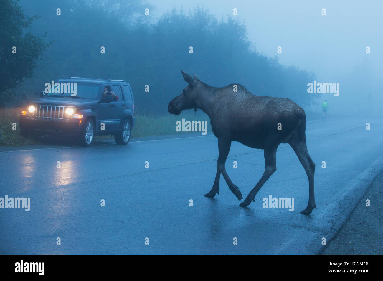 Moose and car hi-res stock photography and images - Alamy
