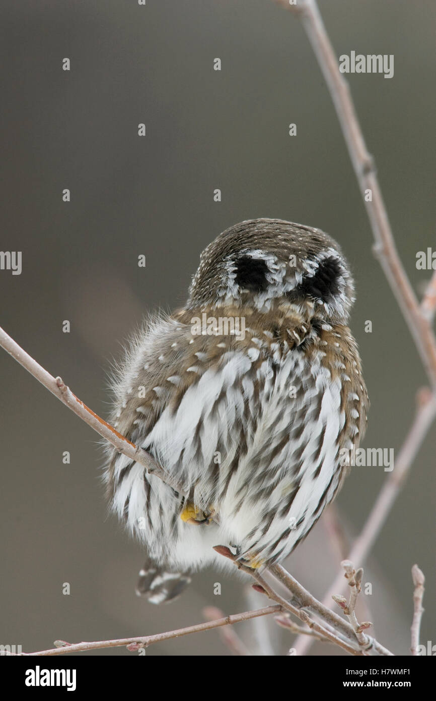 Northern Pygmy Owl (Glaucidium californicum) with head turned showing ...