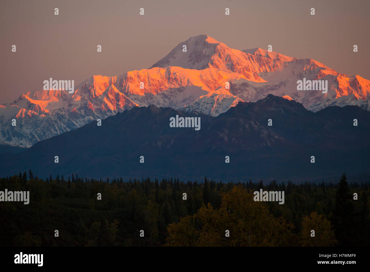 Alpenglow on Denali at first light as seen from the Parks Highway near ...