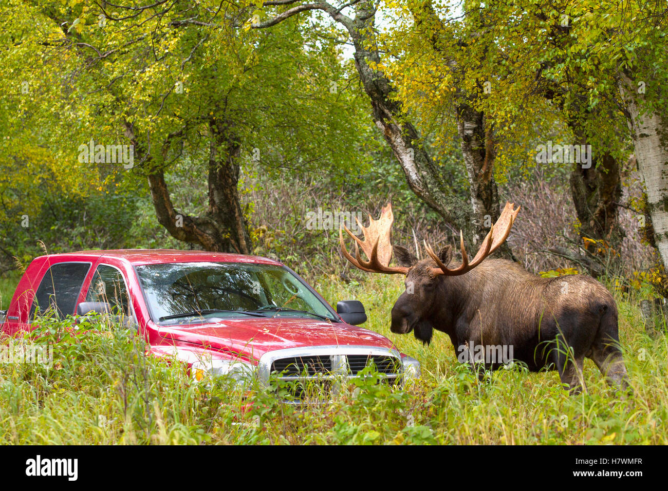 A bull moose during rut season with a pick up in the background ...