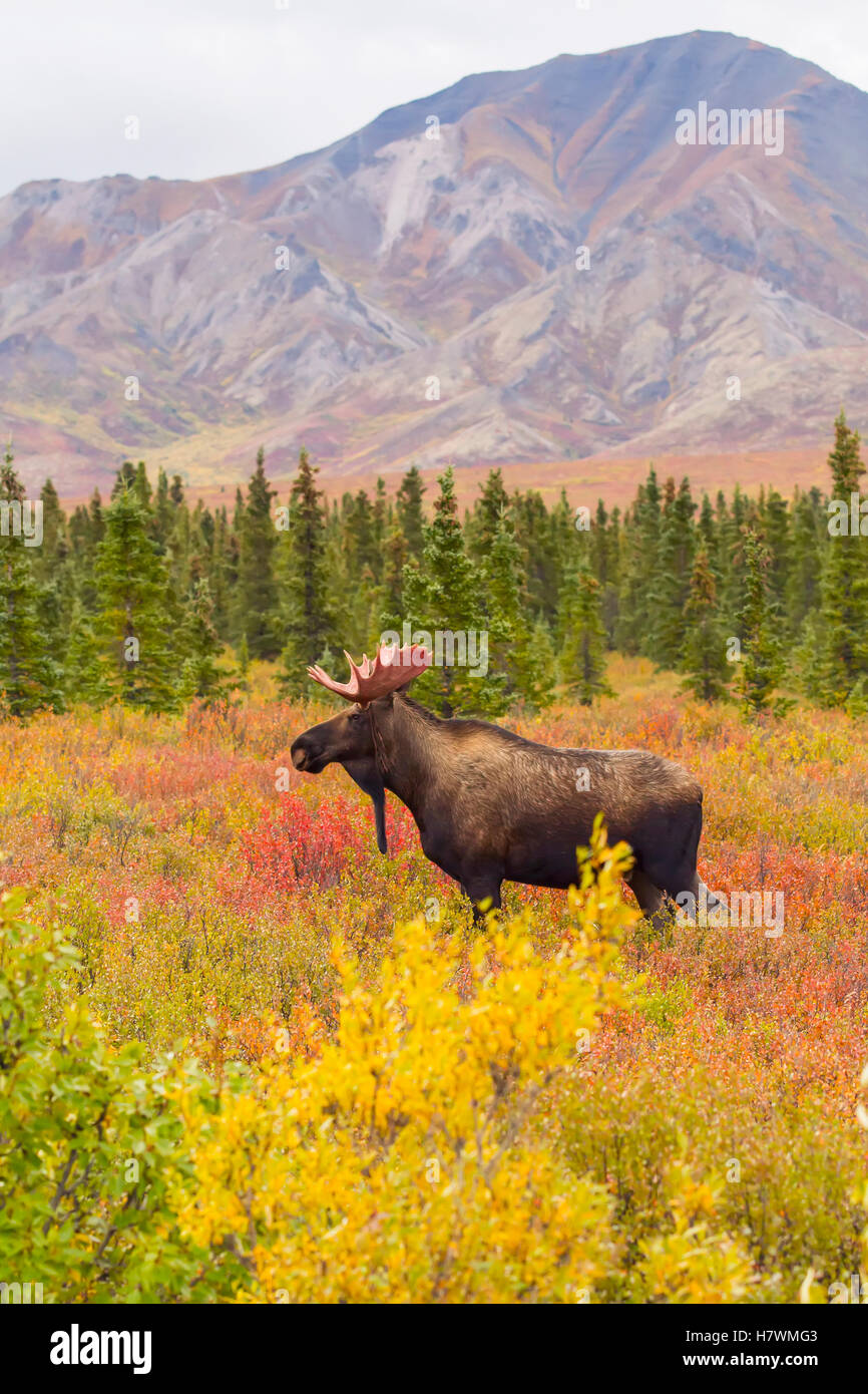 Young bull moose in autumn foliage, Denali National Park, Interior ...