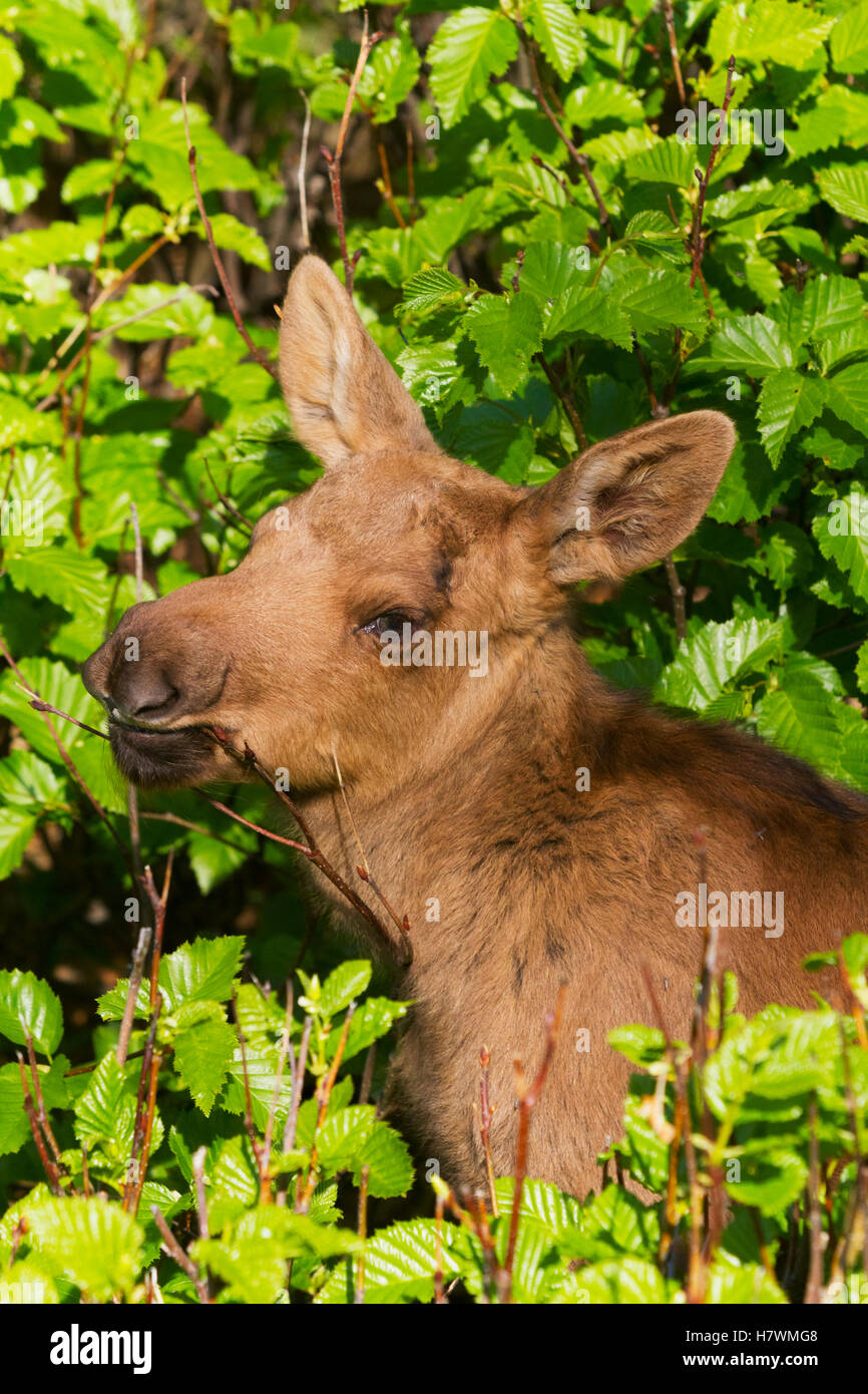 Close up of a calf moose surrounded by green foliage, Anchorage ...