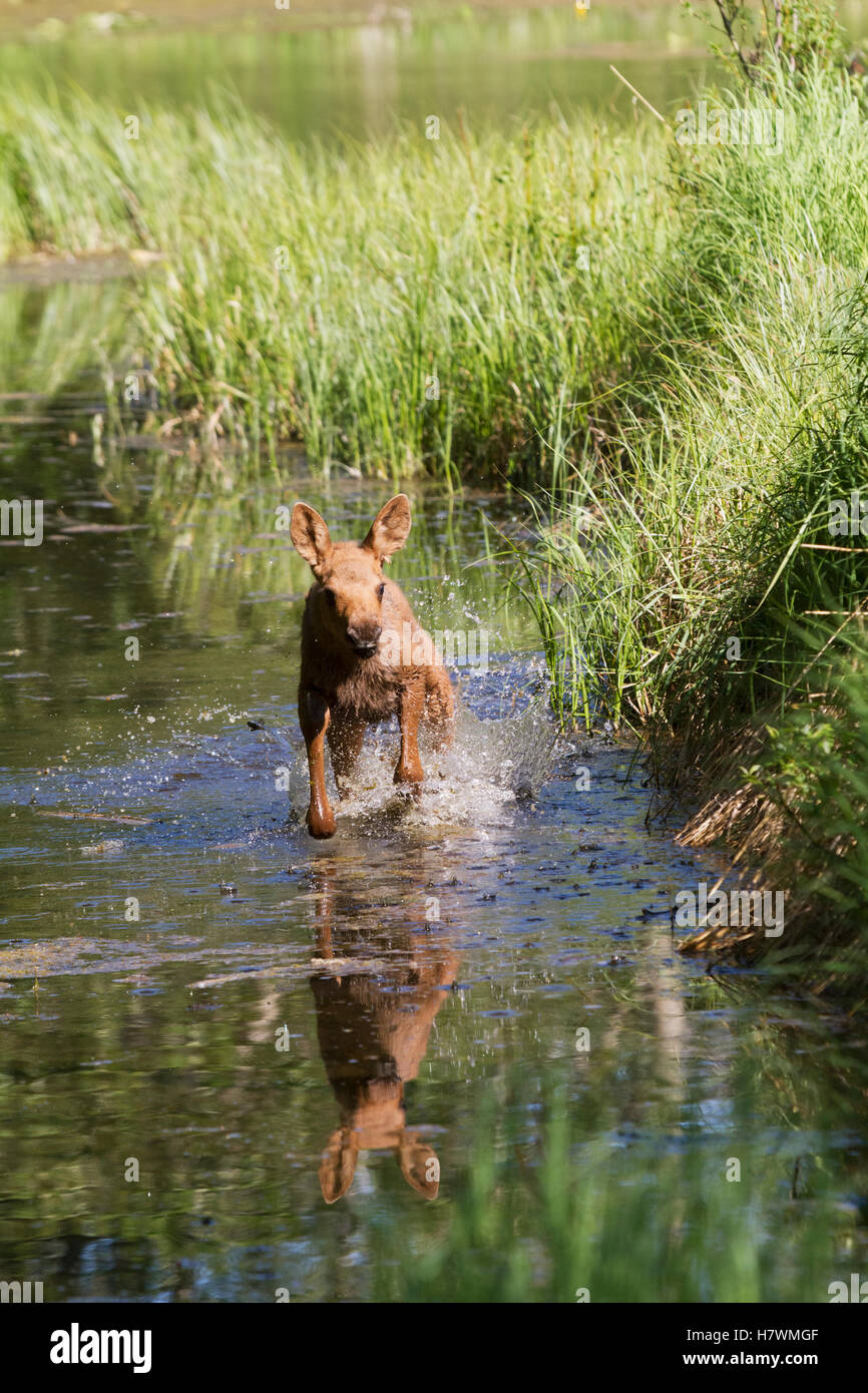 Calf running hi-res stock photography and images - Alamy