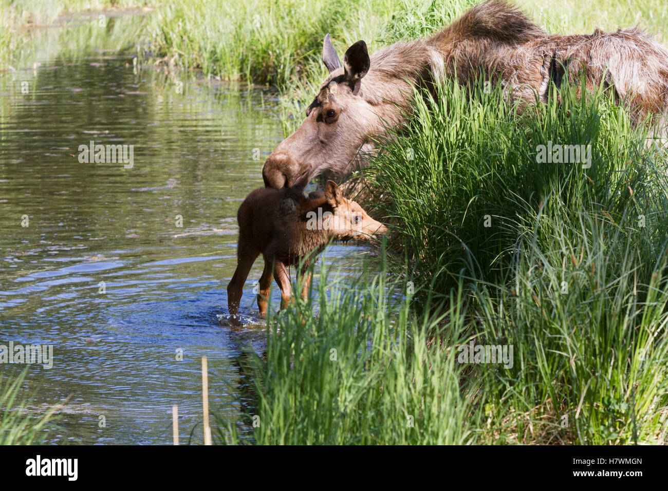Cow moose and calf in Cheney Lake, Anchorage, Southcentral Alaska, USA ...