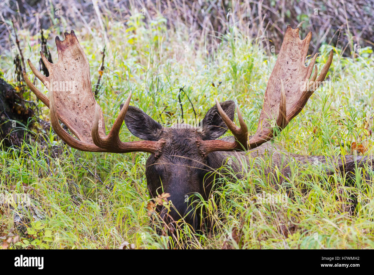 Large bull moose lying in grass, Kincaid Park, Anchorage, Southcentral ...