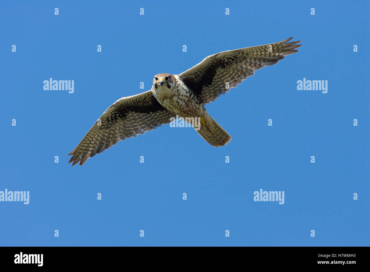 Prairie Falcon (Falco mexicanus) flying, eastern Montana Stock Photo ...