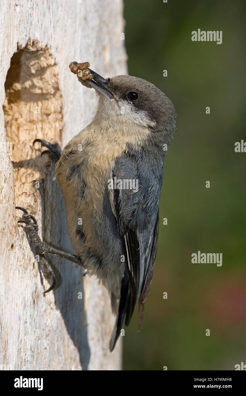 Pygmy Nuthatch (Sitta pygmaea) at nest cavity with prey, western ...