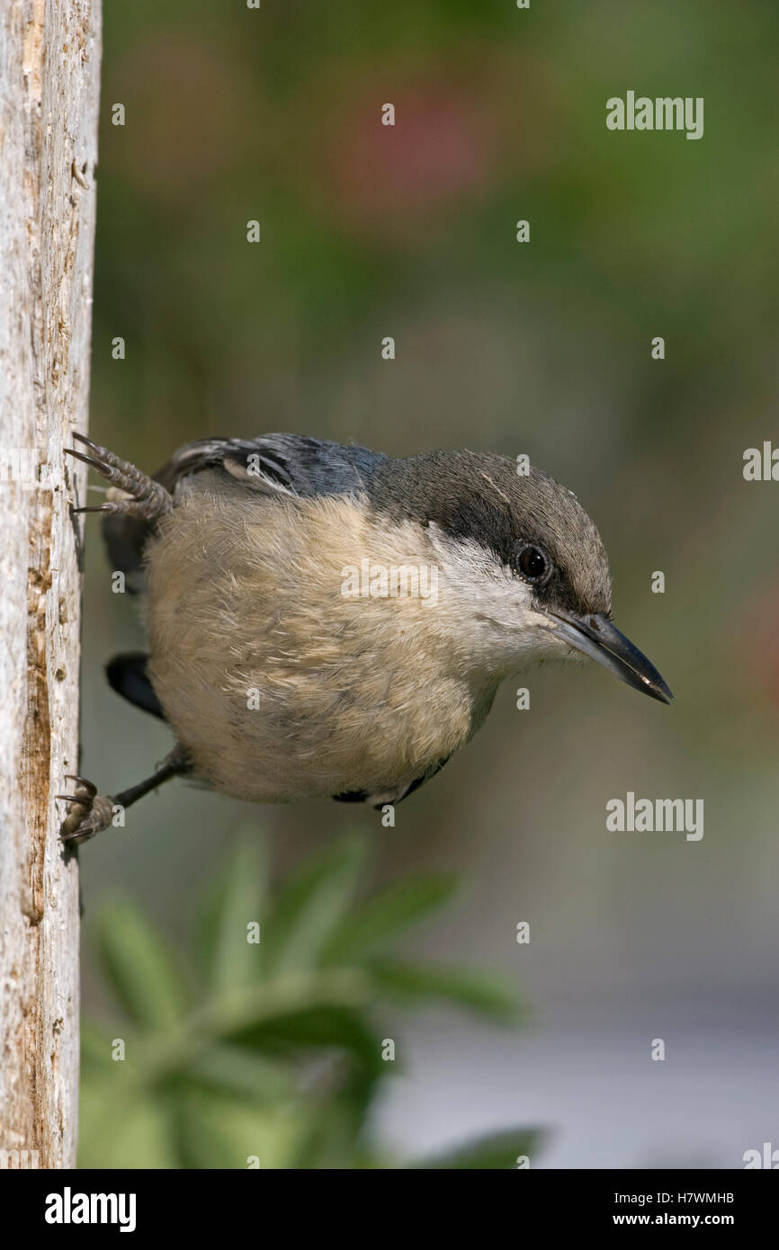 Pygmy Nuthatch (Sitta pygmaea) at nest cavity, western Montana Stock ...