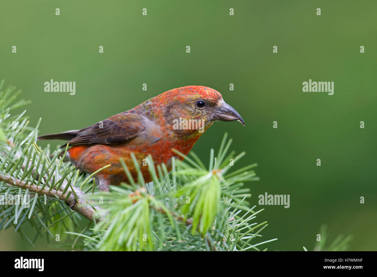 Red Crossbill ( Loxia curvirostra) male, western Montana Stock Photo ...
