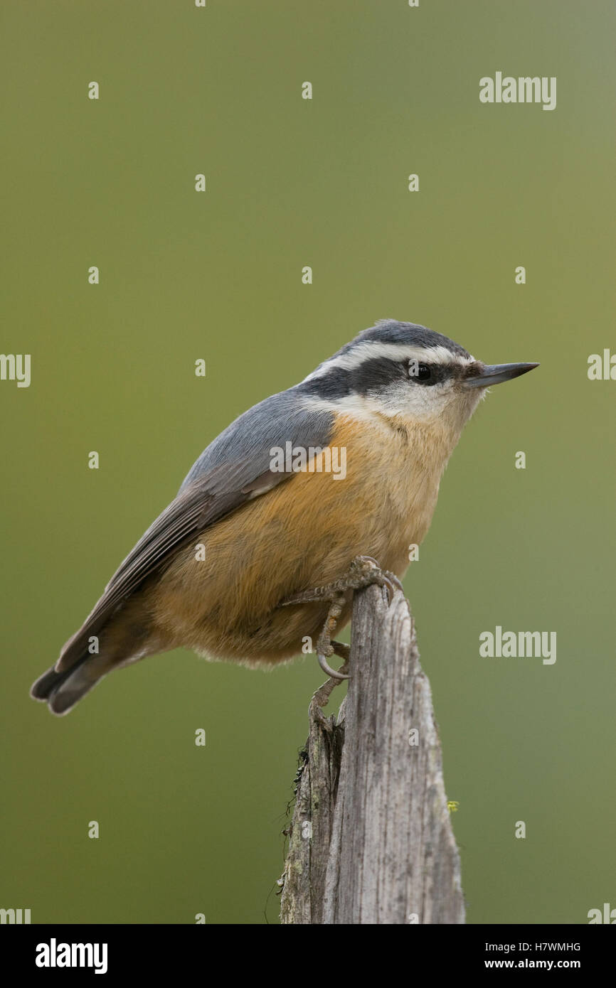 Red-breasted Nuthatch (Sitta canadensis), western Montana Stock Photo ...