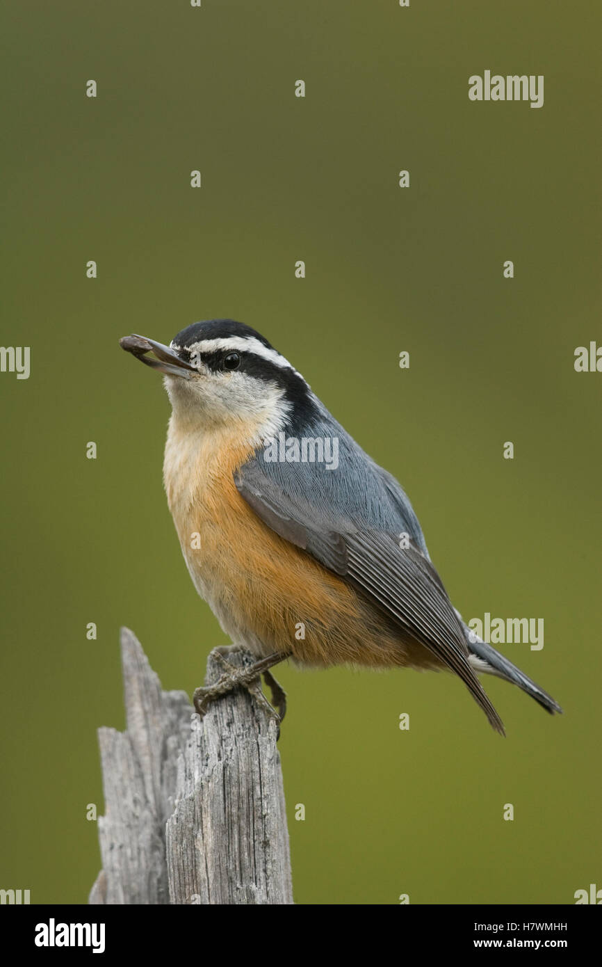 Red-breasted Nuthatch (Sitta canadensis), western Montana Stock Photo ...
