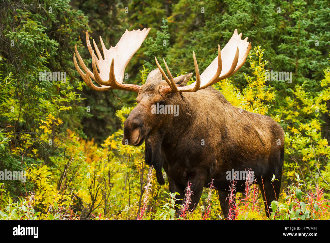 Large bull moose with antlers in Autumn, Denali National Park, Interior ...