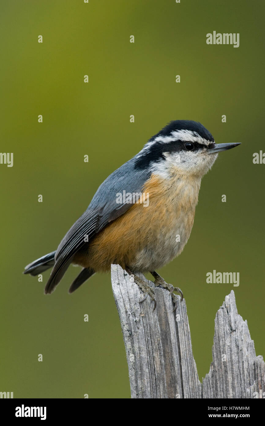 Red-breasted Nuthatch (Sitta canadensis), western Montana Stock Photo ...