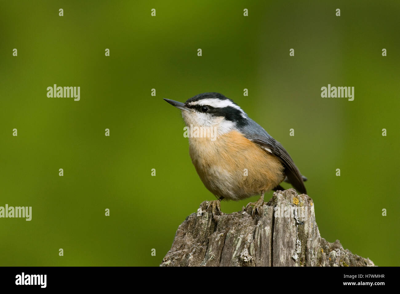 Red-breasted Nuthatch (Sitta canadensis), western Montana Stock Photo ...