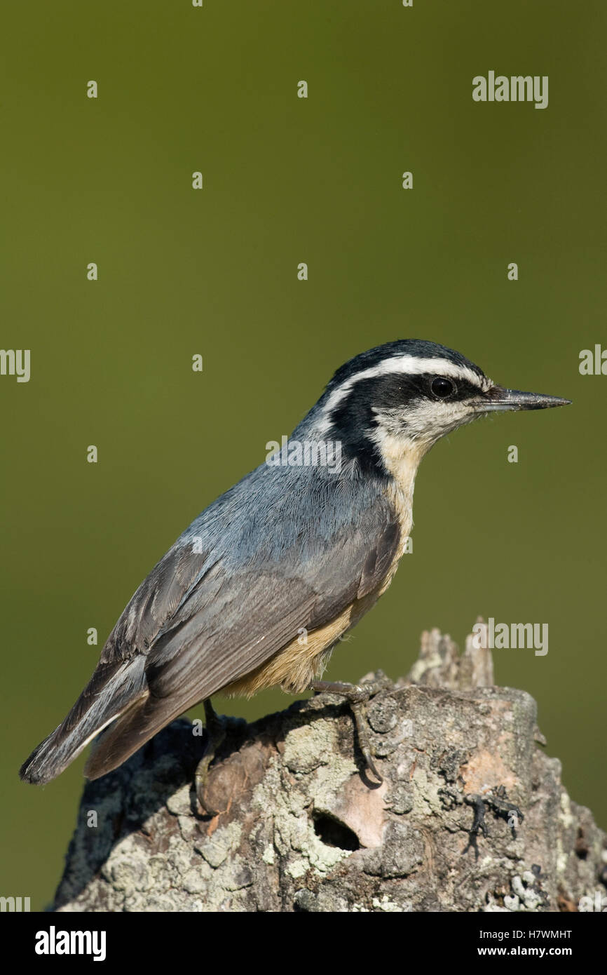 Red-breasted Nuthatch (Sitta canadensis), western Montana Stock Photo ...