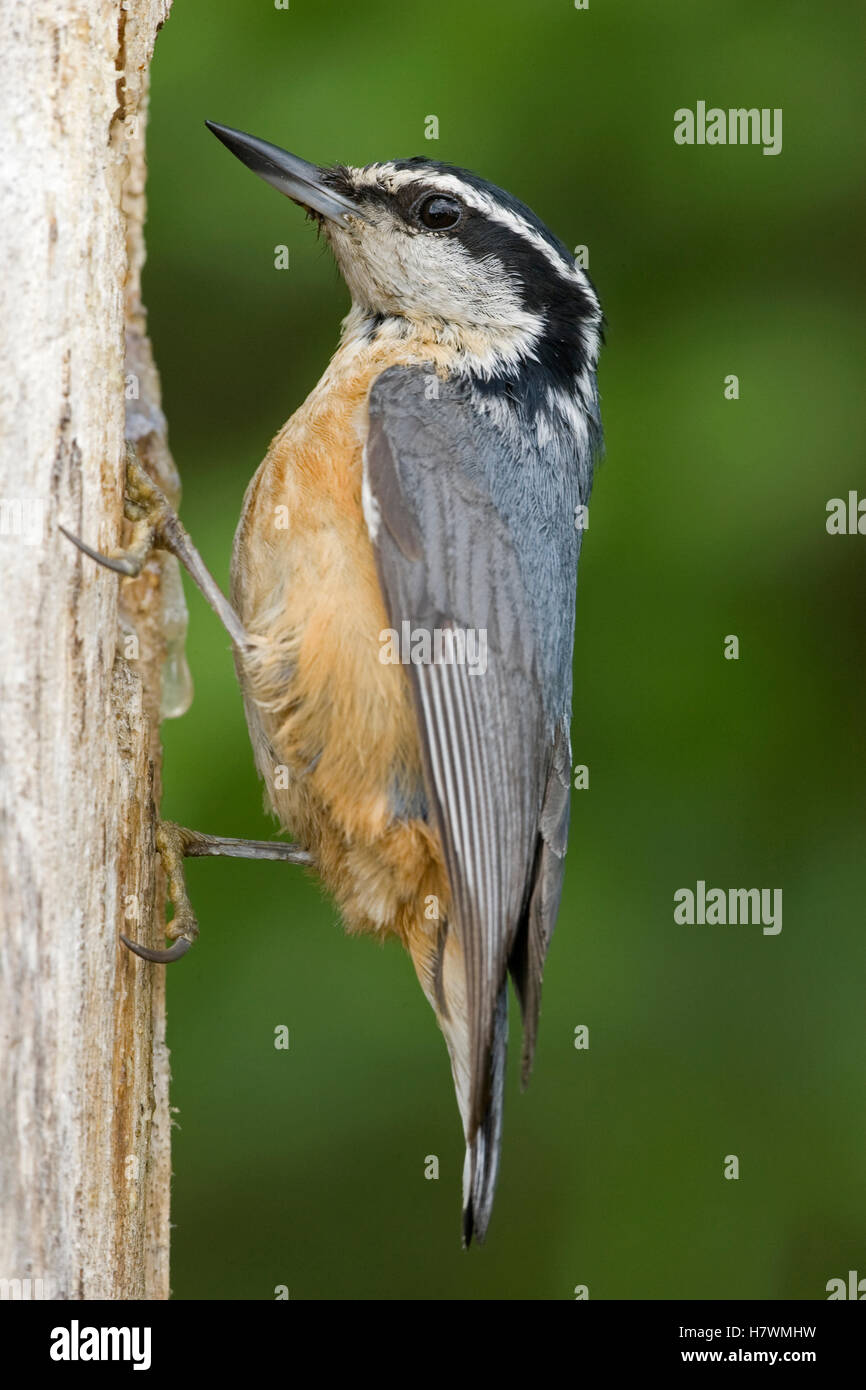Red-breasted Nuthatch (Sitta canadensis), western Montana Stock Photo ...
