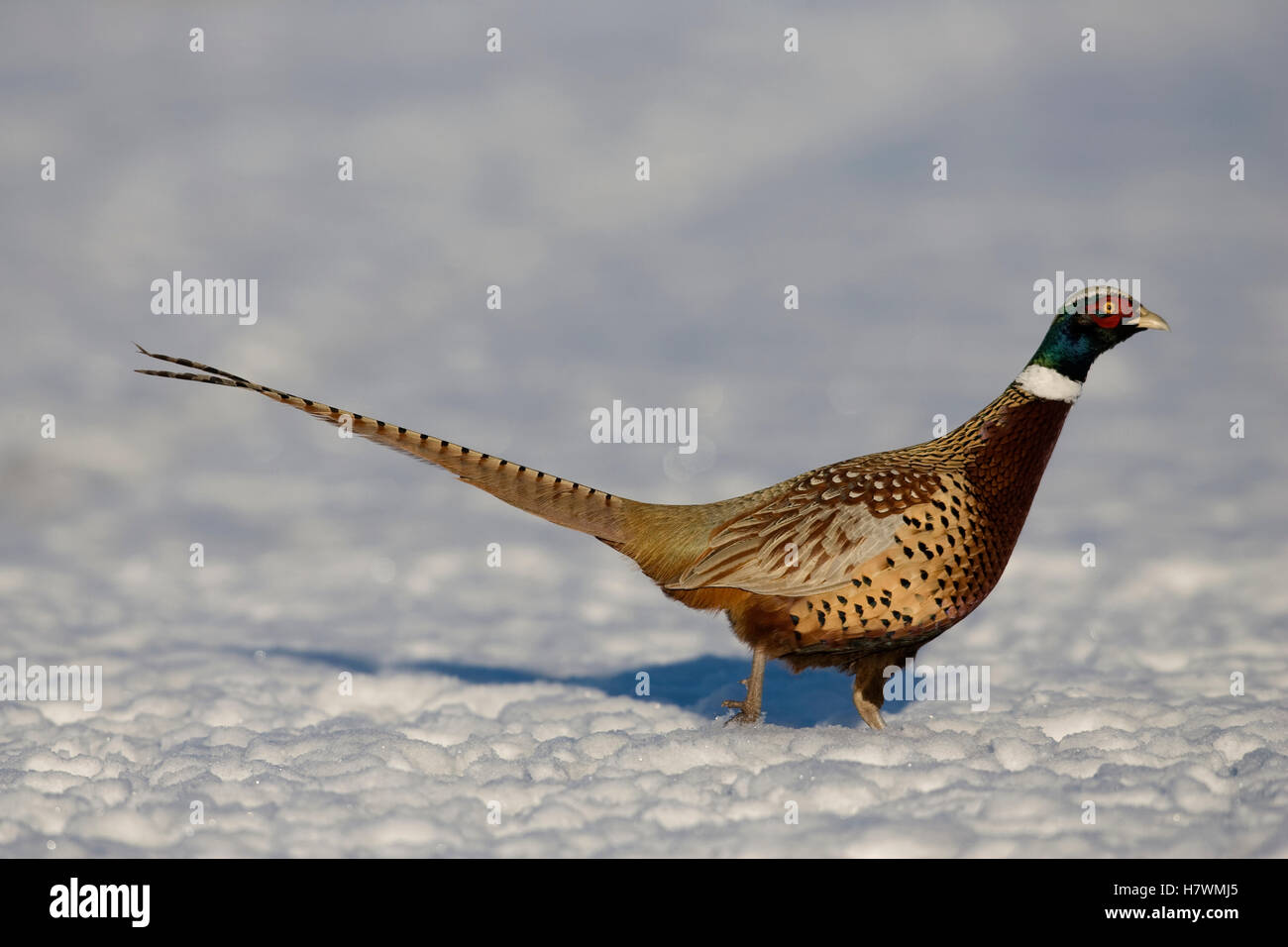 Ring-necked Pheasant (Phasianus colchicus) male in snow, eastern ...