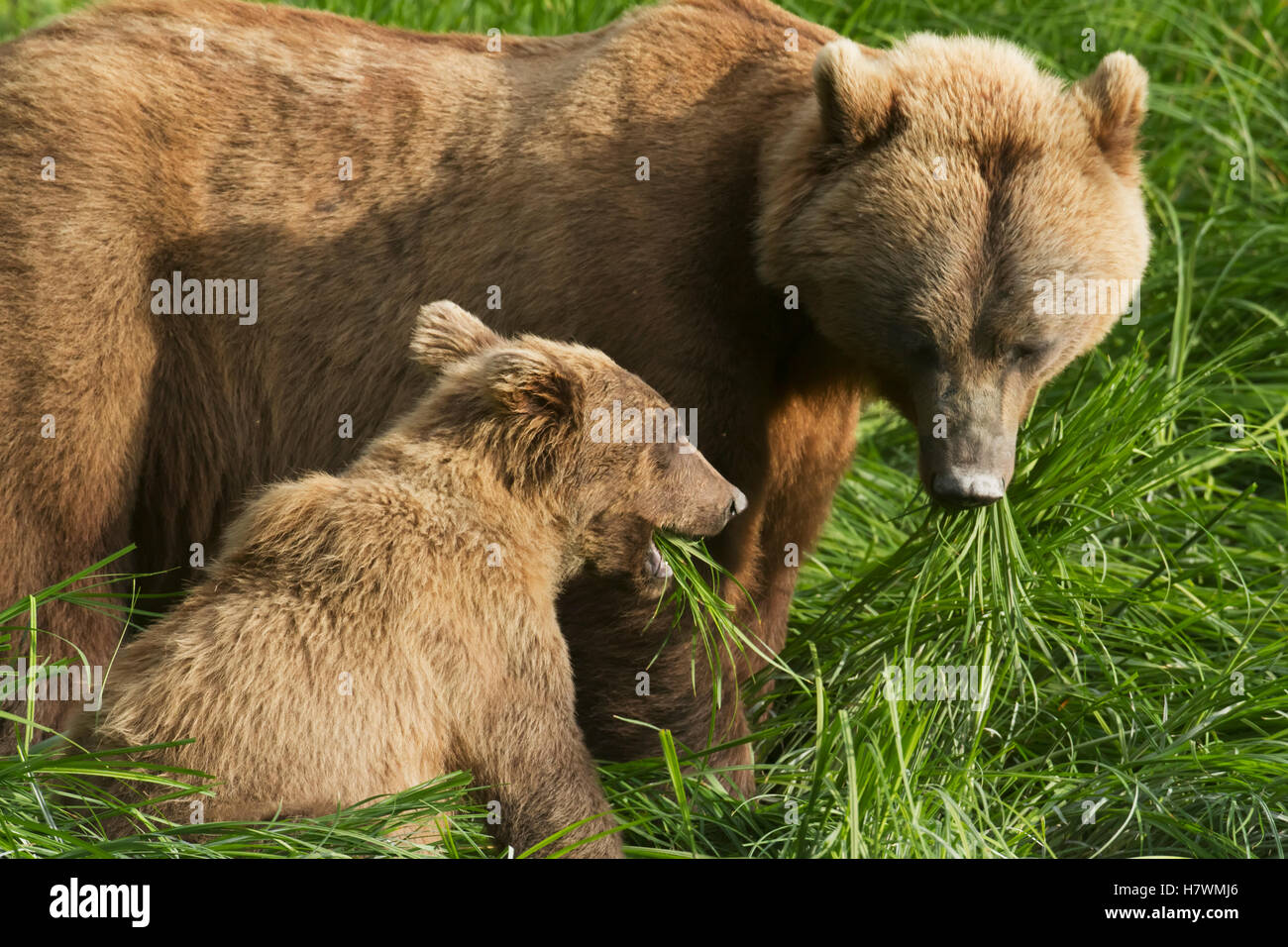 Brown bear sow and cub eating grass near the fish hatchery at Allison ...
