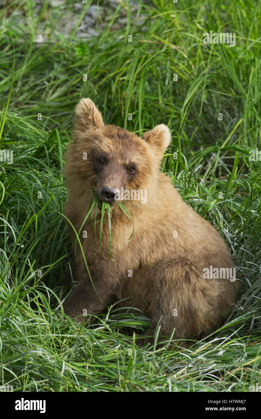 Brown bear cub eating grass near the fish hatchery at Allison Point ...