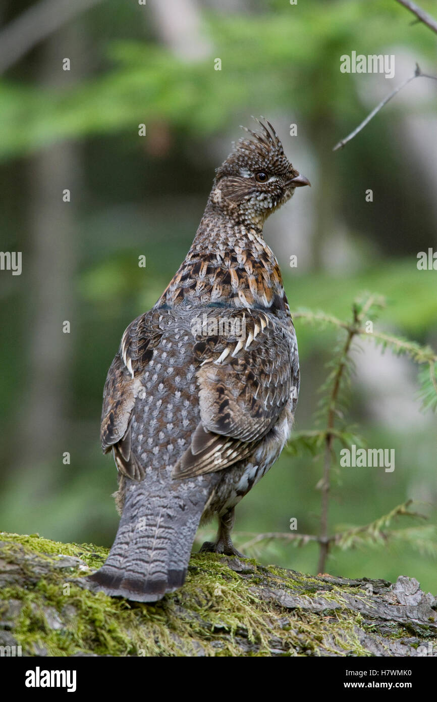 Ruffed Grouse (Bonasa umbellus) male in spring, western Montana Stock ...