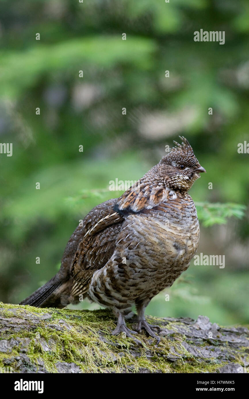 Ruffed Grouse (Bonasa umbellus) male in spring, western Montana Stock ...