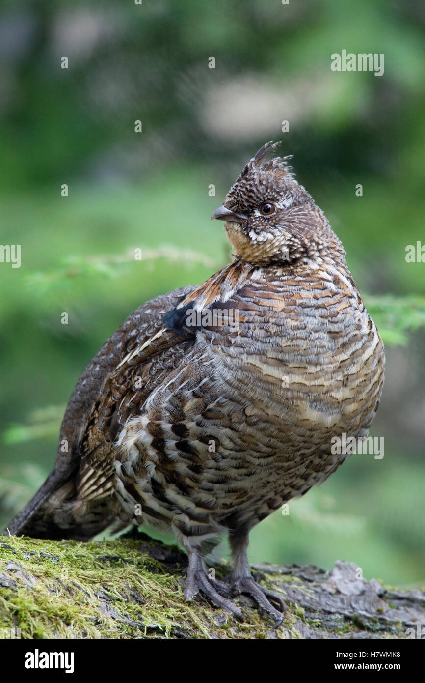 Ruffed Grouse (Bonasa umbellus) male in spring, western Montana Stock ...