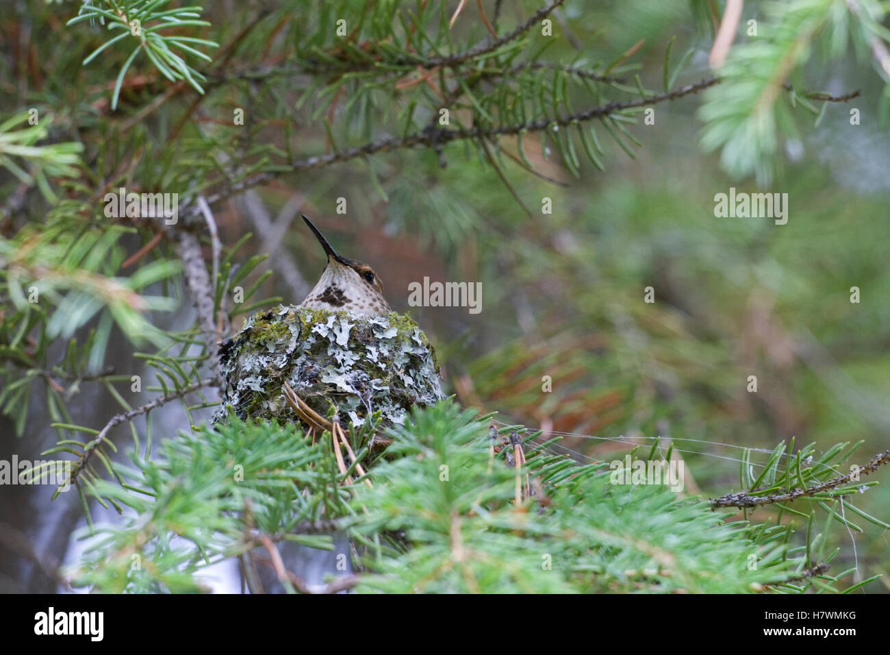 Rufous Hummingbird (Selasphorus rufus) female on nest in Spruce (Picea ...