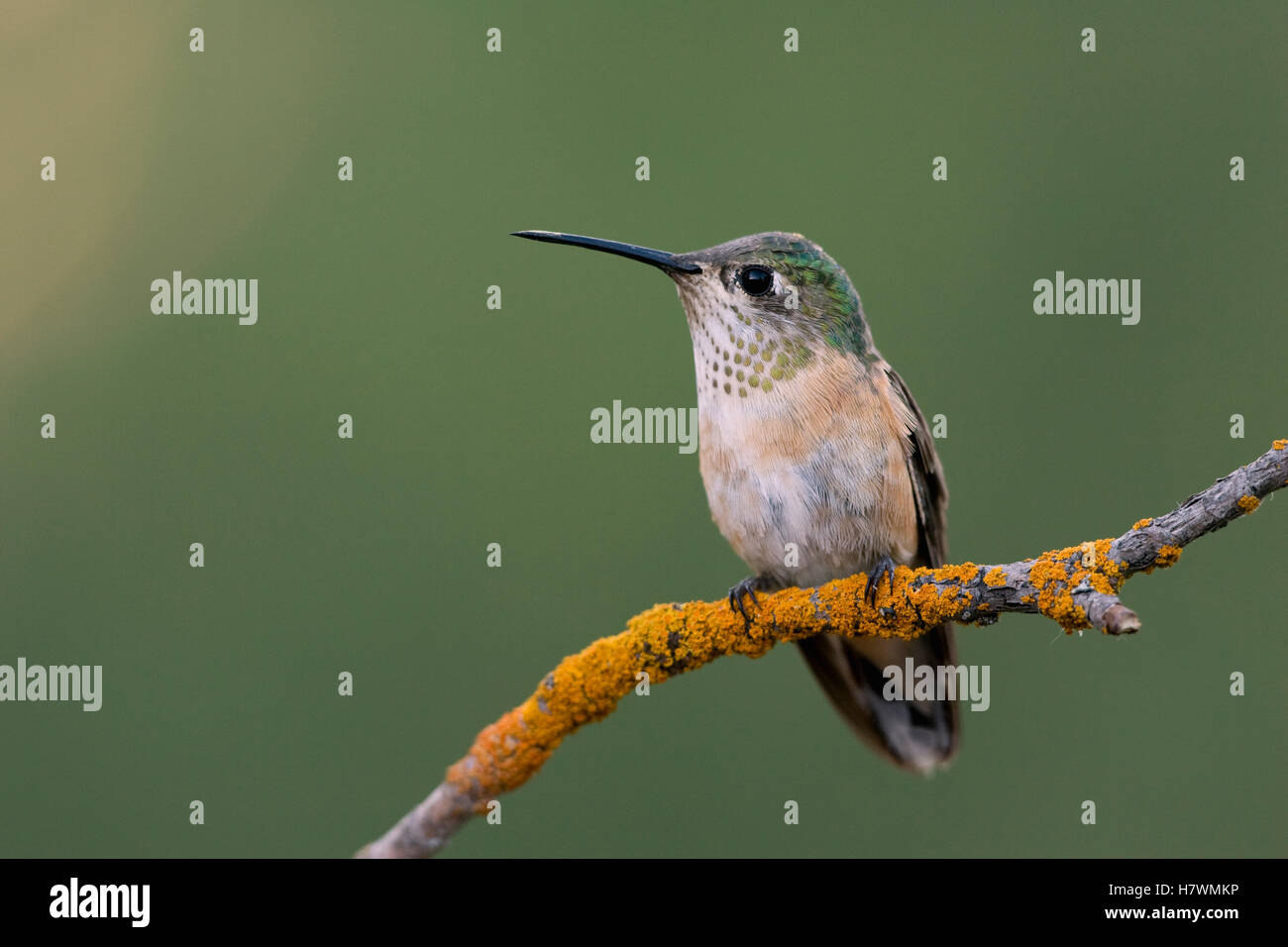 Rufous Hummingbird (Selasphorus rufus) female, western Montana Stock ...