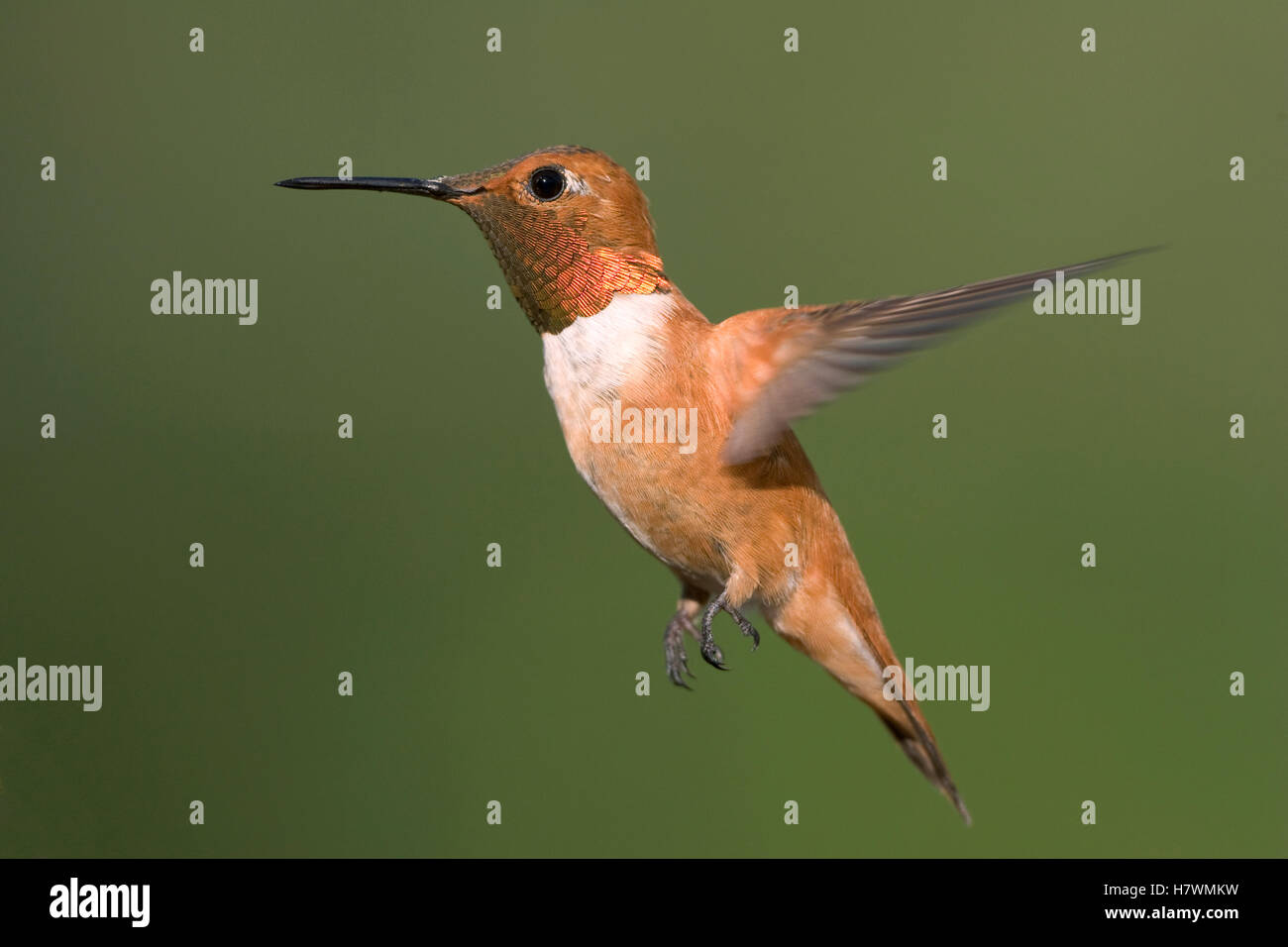 Rufous Hummingbird (Selasphorus rufus) male flying, western Montana ...