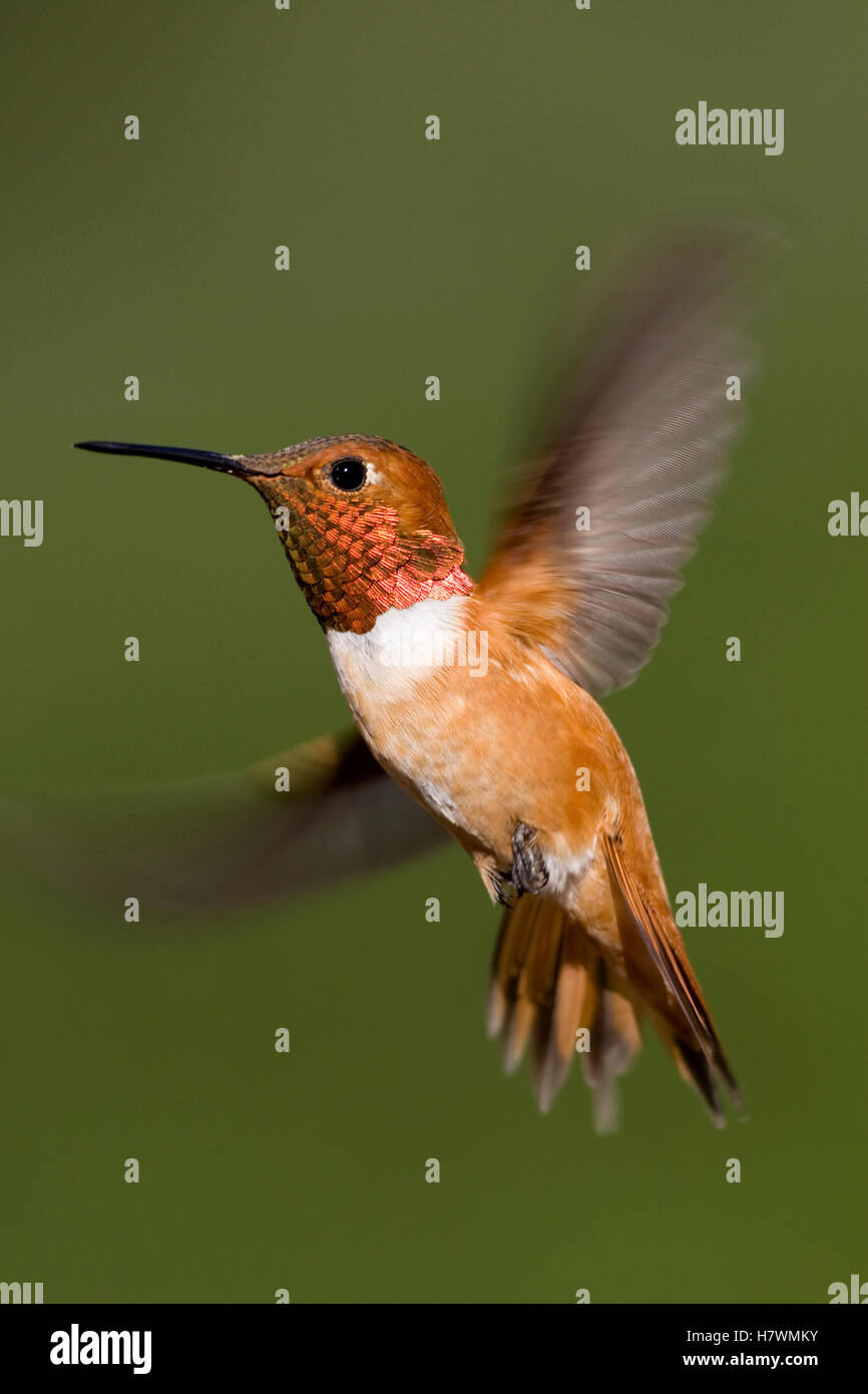 Rufous Hummingbird (Selasphorus rufus) male flying, western Montana ...