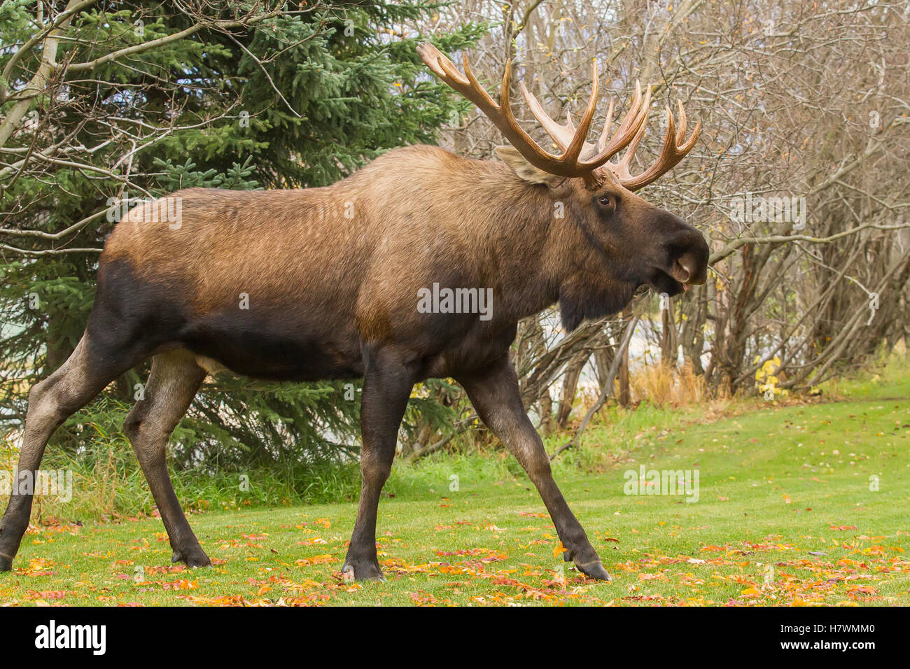 Non Typical Moose