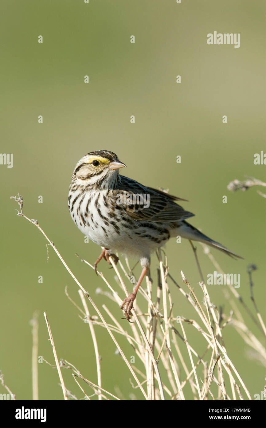 Savannah Sparrow (Passerculus sandwichensis), western Montana Stock ...