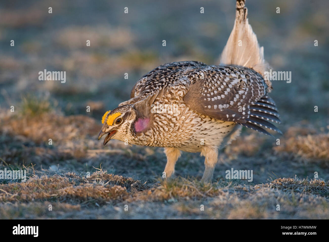 Sharp-tailed Grouse (Tympanuchus phasianellus) male displaying at lek ...