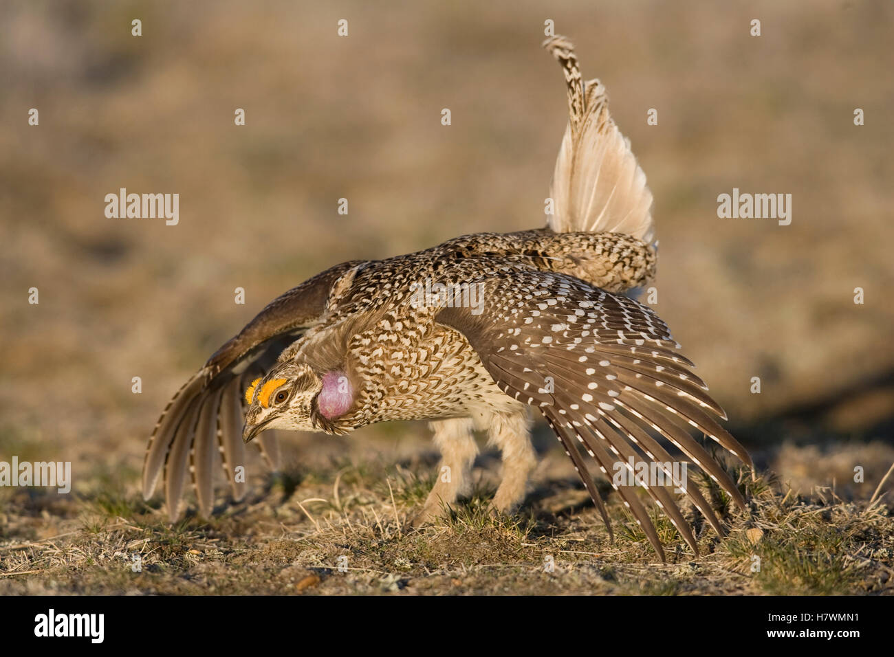 Sharp-tailed Grouse (Tympanuchus phasianellus) male displaying at lek ...