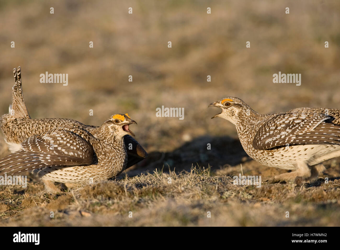 Sharp-tailed Grouse (Tympanuchus phasianellus) males squaring off on ...